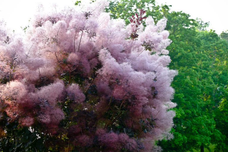 Top 10 Small Flowering Trees That Offer Wonderful Spring Blooms – Home ...